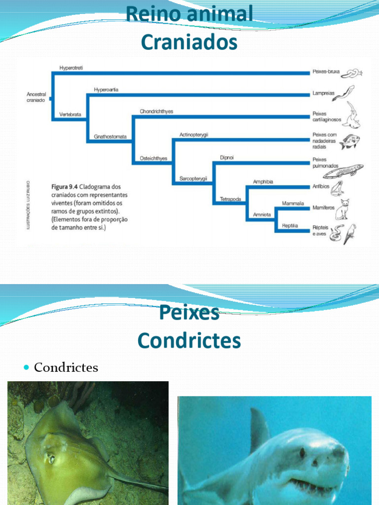Anatomia e Reprodução dos Condrictes | PDF
