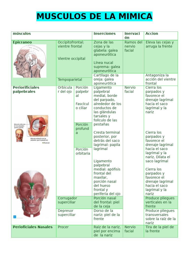 MUSCULOS DE LA MIMICA | PDF | Cara | Cabeza y cuello humanos