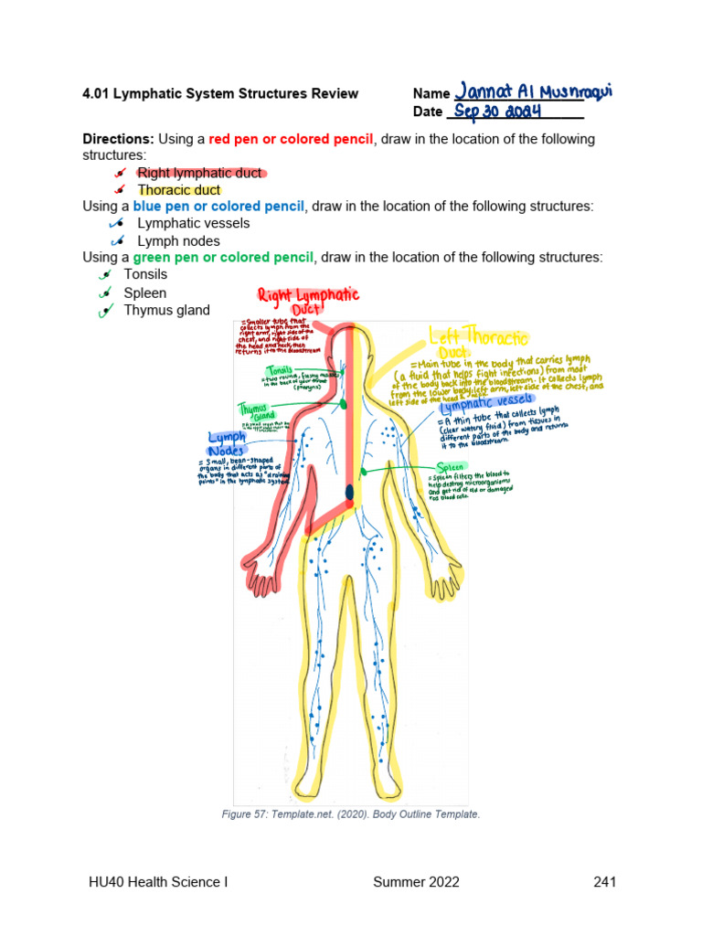 Lymphatic System Structures Review Guide | PDF | Art