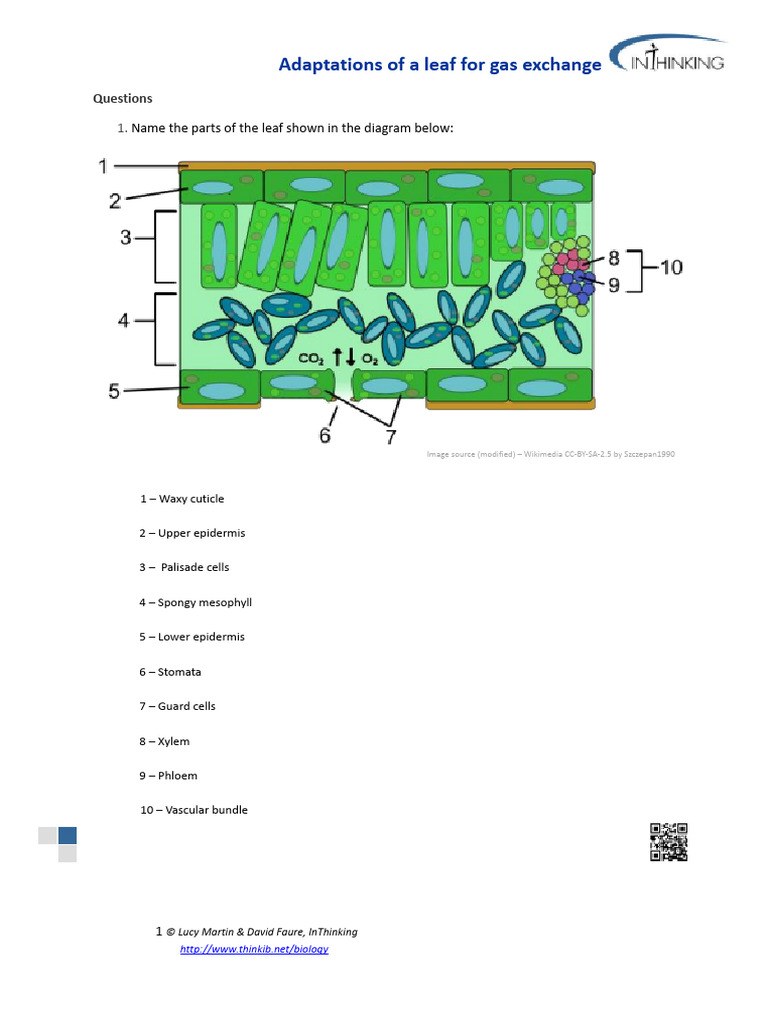 Leaf Gas Exchange Explained | PDF | Stoma | Leaf