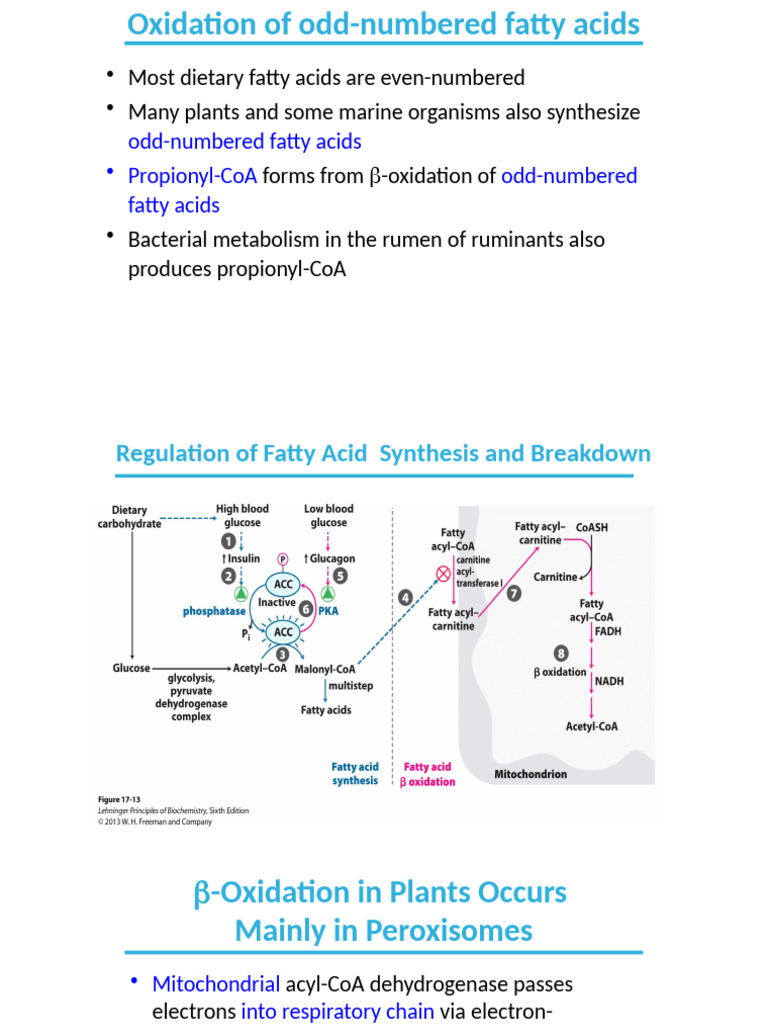 Fatty Acid Catabolism Slide 2 | PDF