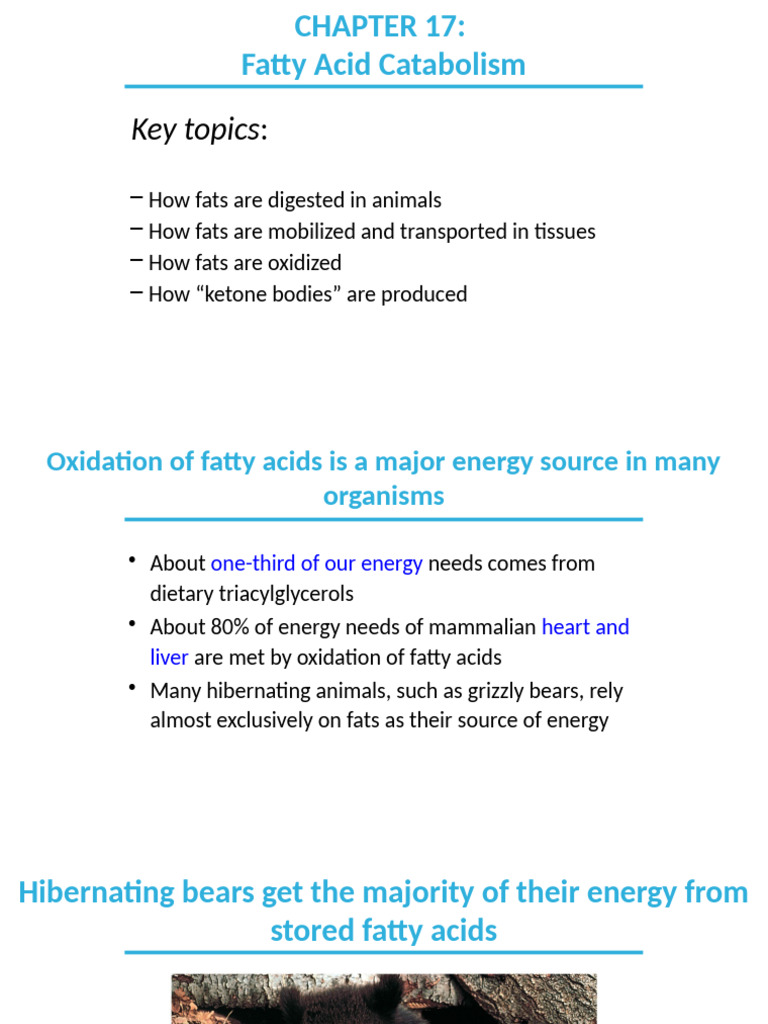 Fatty Acid Catabolism Slide 1 | PDF | Lipid | Fatty Acid