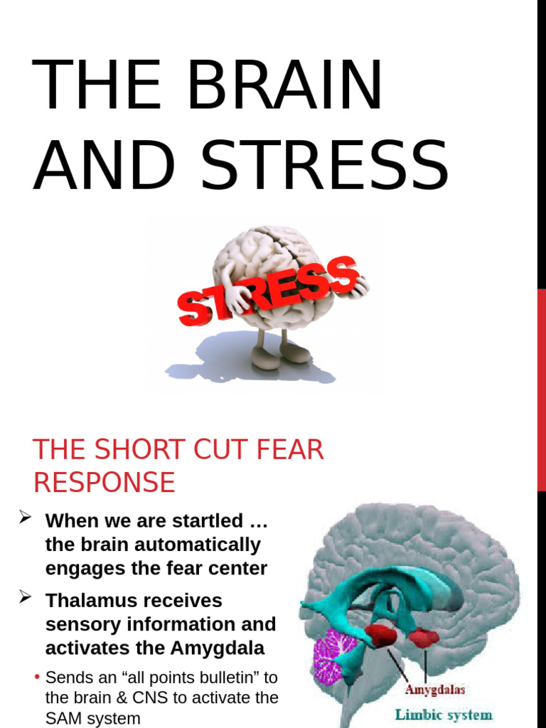 Stress and The Brain | PDF