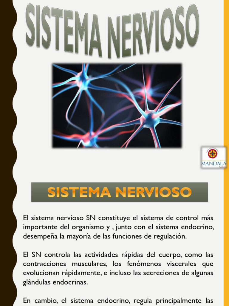 7 Anatomia Corporal Mandala Sist Nerv-Endocrino | PDF | Sistema endocrino | Cerebro
