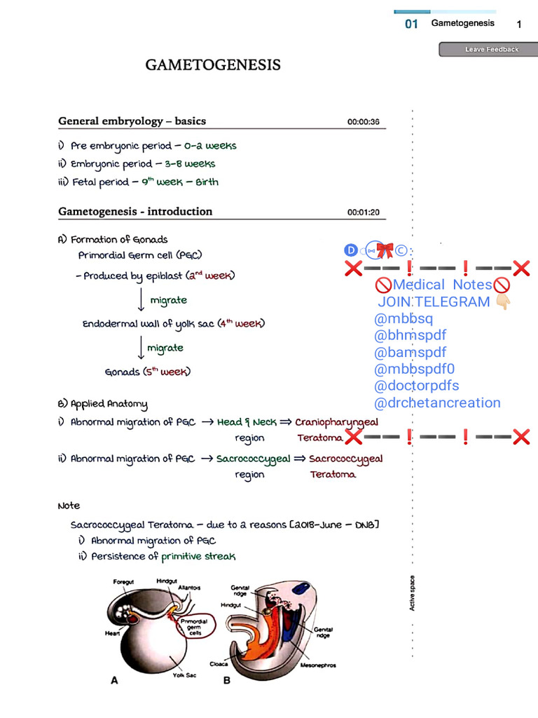 Marrow E4 Anatomy | PDF