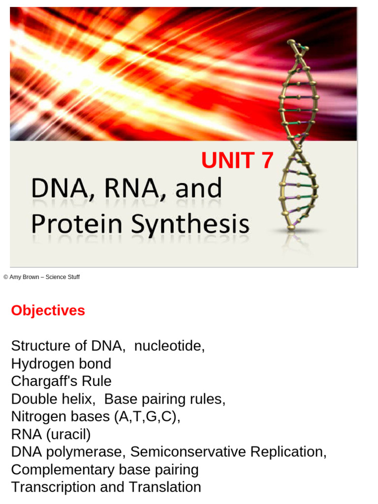 UNIT 7 DNA, RNA, Protein Synthesis (All Slides) | PDF | Primer ...