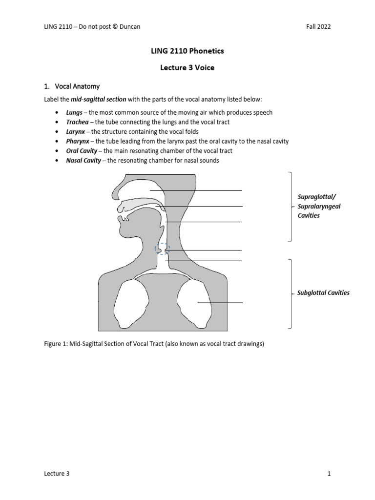 Lecture 3 Handout | PDF | Larynx | Phonetics