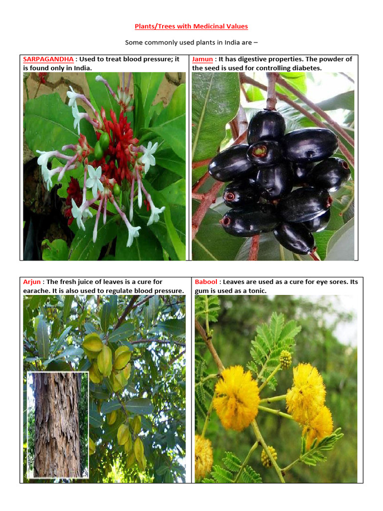 Medicinal Plants & Trees | PDF