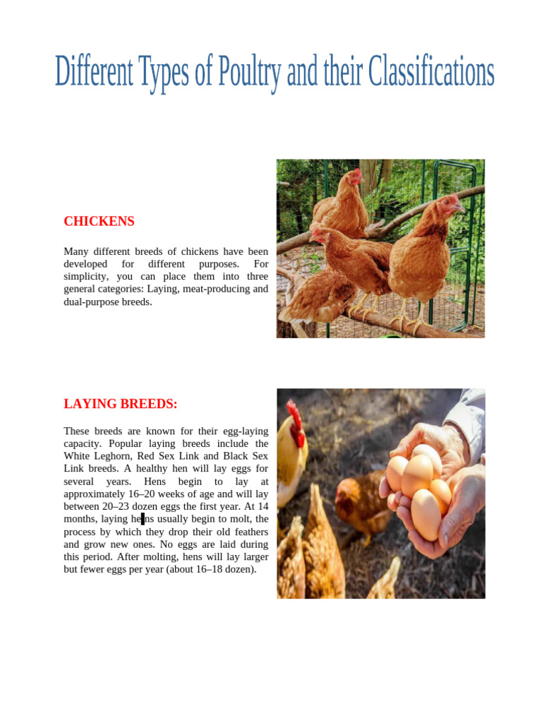Different Types of Poultry and their Classifications | PDF