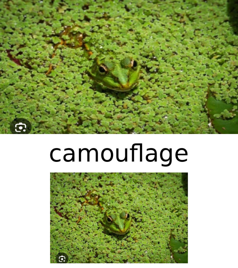 Camouflage | PDF