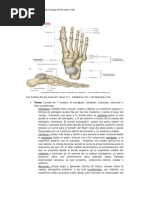 Miotomas - Definición y Pruebas - Kenhub | PDF | Codo | Neuroanatomía