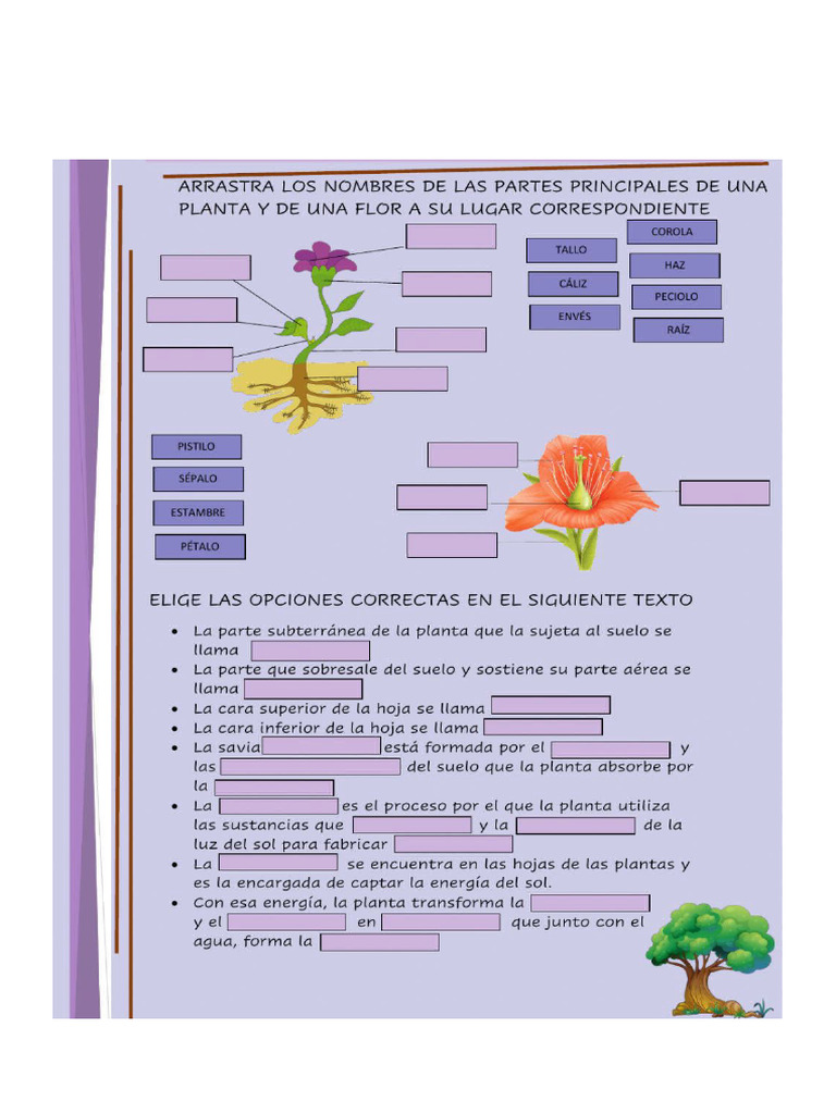 Actividades - Ciencias Naturales - Las Plantas y Sus Partes | PDF