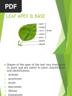 Types and Definitions of Leaf Apices | PDF | Plants | Nature
