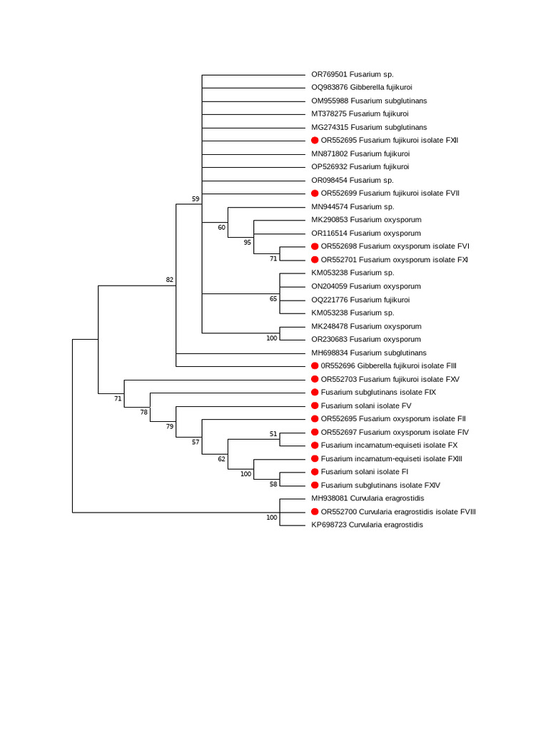 Jan 22 Phylogenetic Tree 2 | PDF | Fungus | Mycology
