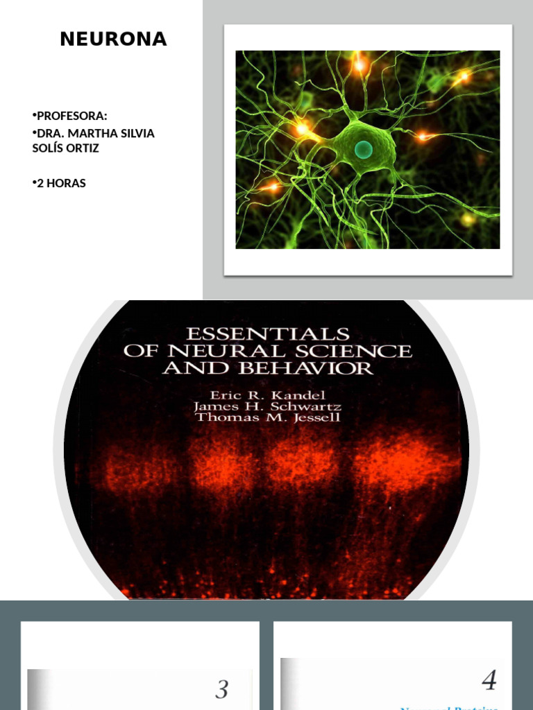 Clase Neurona 2022 | PDF | Neurona | Axon