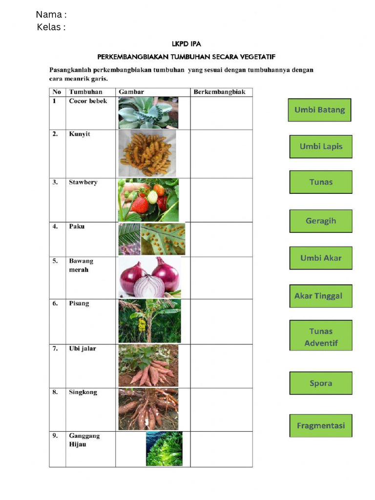 LKPD IPAS Senin 29 Juli 2024 Perkembangbiakan Vegetatif | PDF