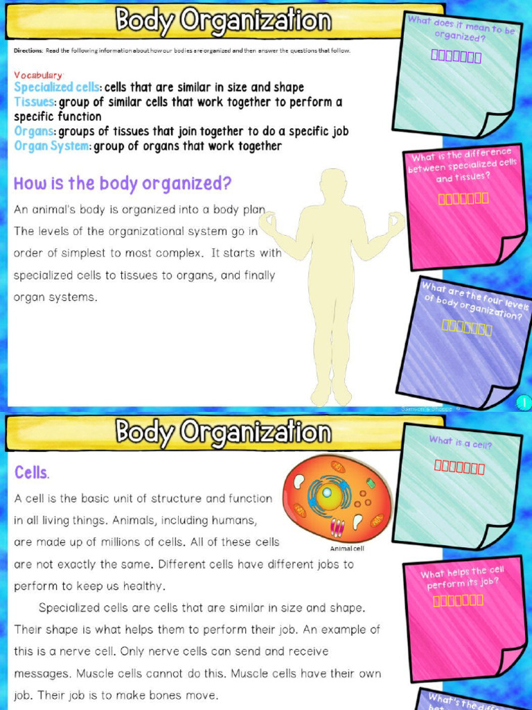 Body Organization | PDF