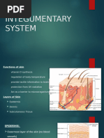 Skin Layers Diagram for Students | PDF