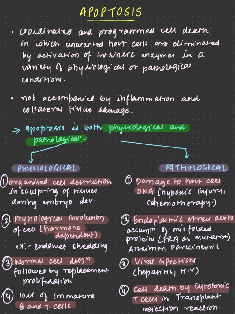 Apoptosis Notes | PDF | Apoptosis | Medical Specialties
