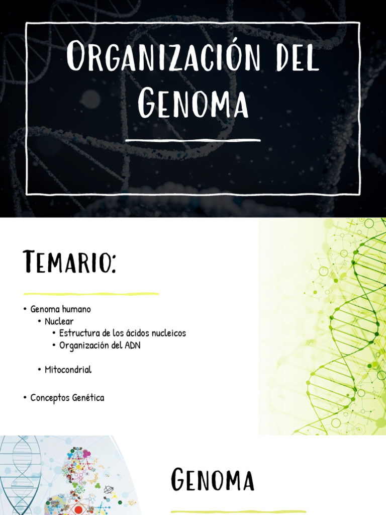 Tema 2. Organización Del Genoma 25-1 | PDF | Adn | Gene