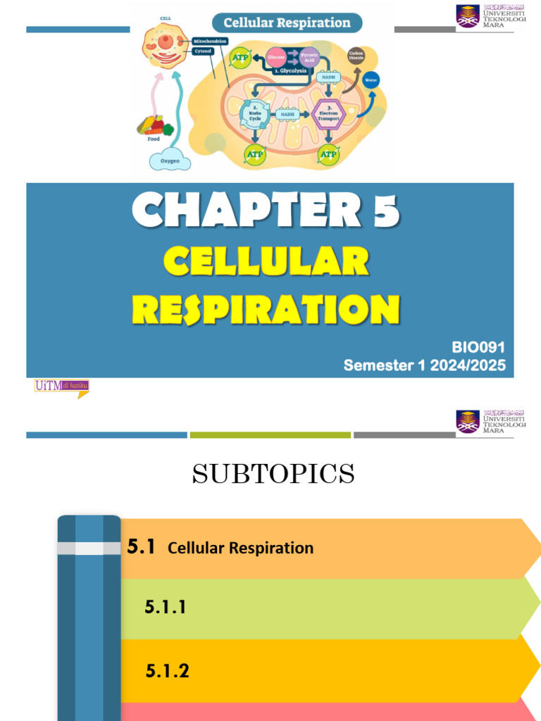 05 - Chapter 5 Cellular Respiration 20242025 | PDF | Adenosine Triphosphate | Electron Transport ...