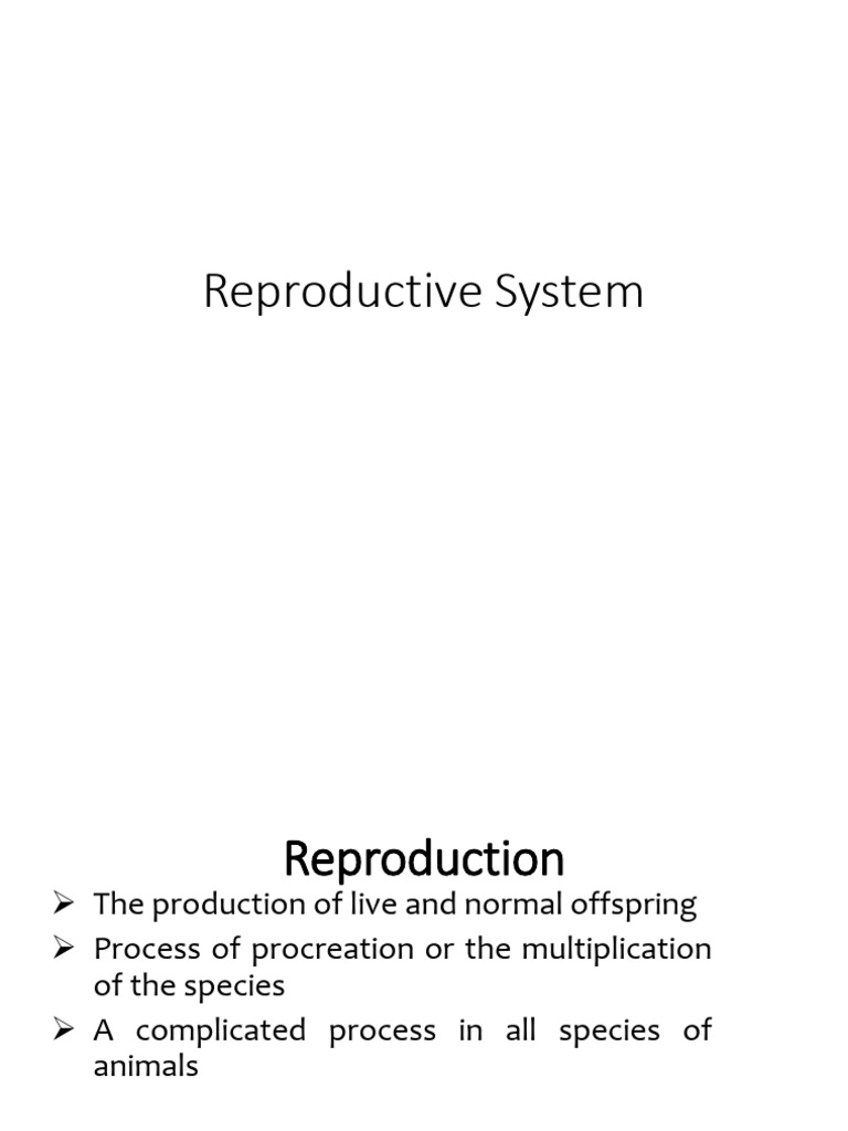 Overview of Animal Reproductive Systems | PDF | Menstrual Cycle | Uterus