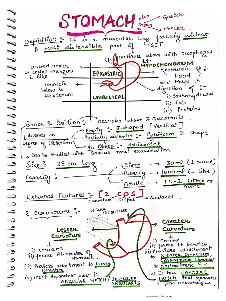 Stomuch Anatomy | PDF
