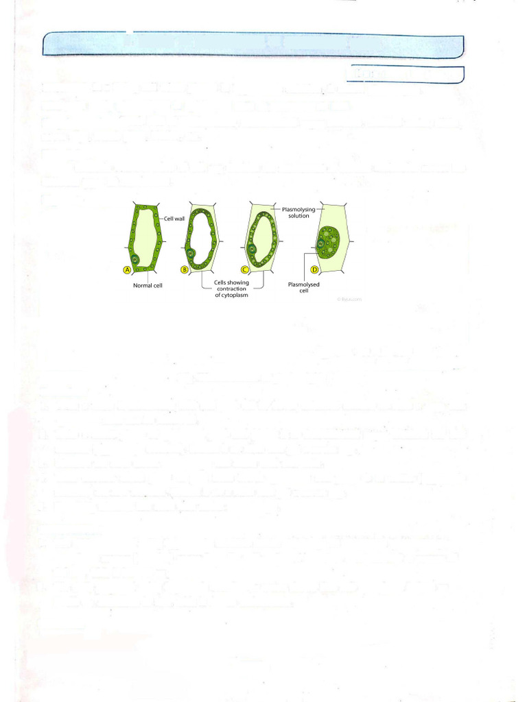 Plasmolysis Study in Tradescantia Peels | PDF | Osmosis | Cell Biology