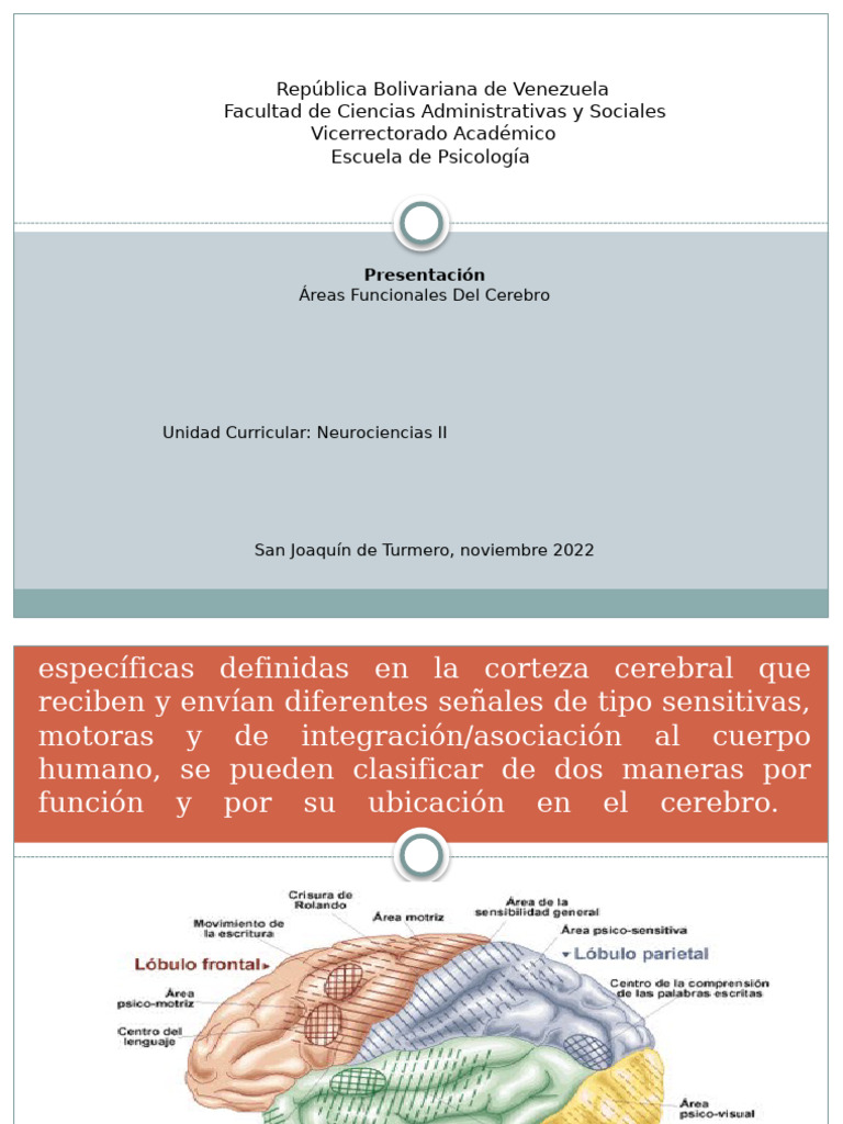 presentación de neurociencias II | PDF | Cerebro | Ciencias del comportamiento