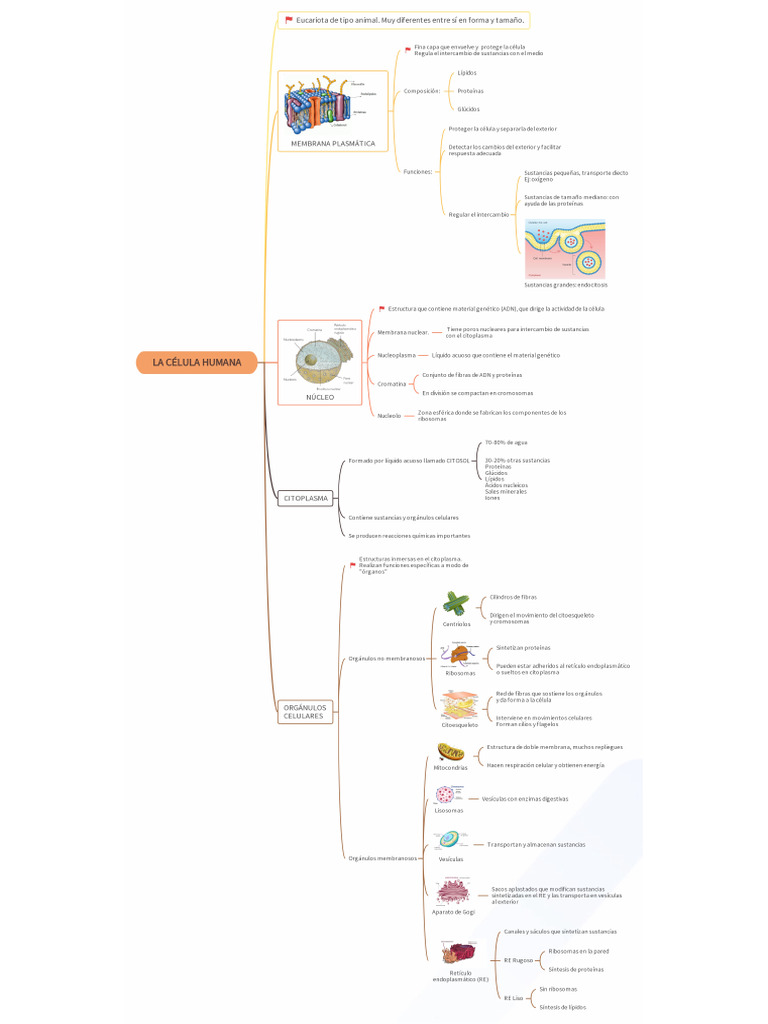 Esquema Celula Humana Pdf