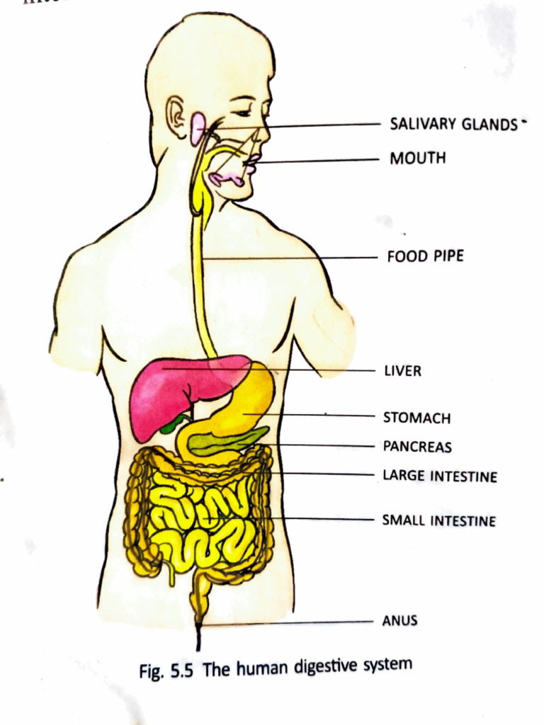 Human Digestive System | PDF