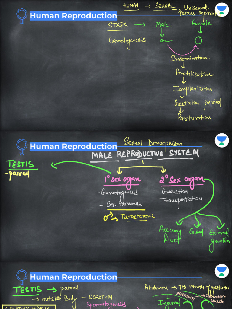 L1 - Human Reproduction HD | PDF | Endocrine System | Reproductive System