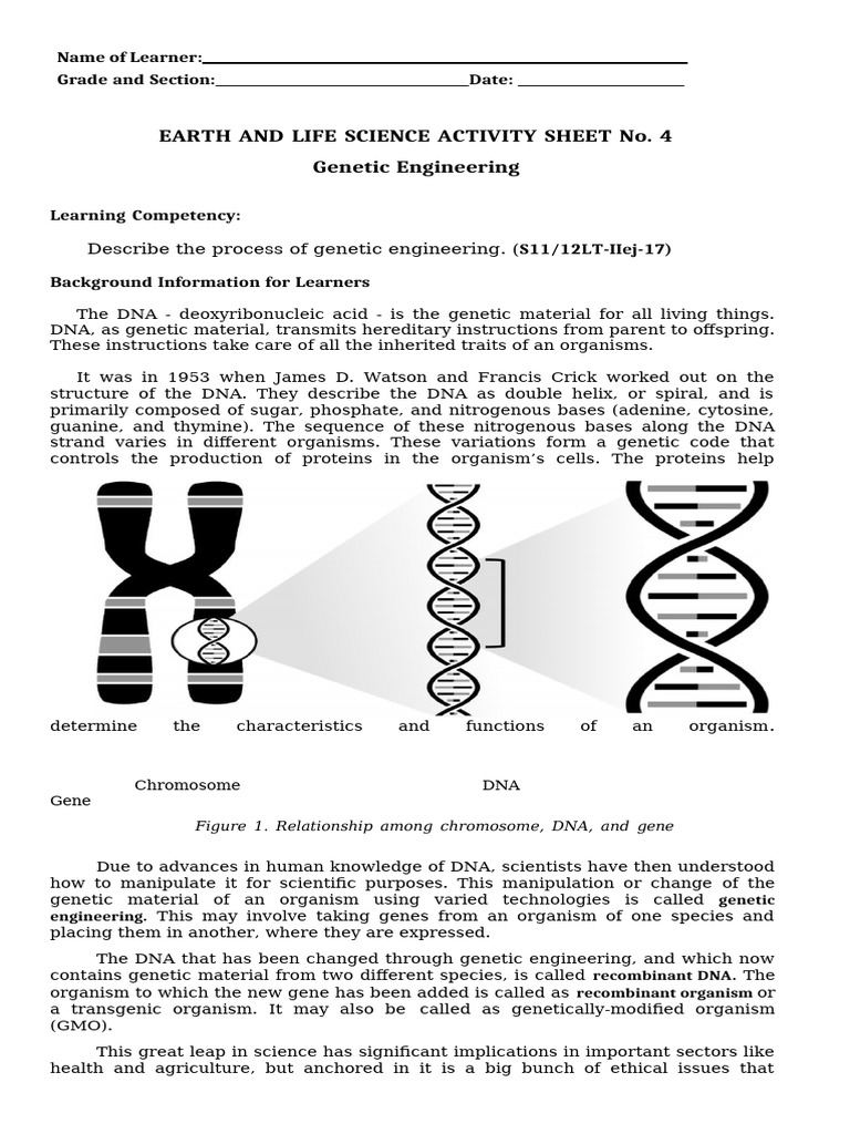 Genetic Engineering Activity Sheet | PDF | Dna | Genetics