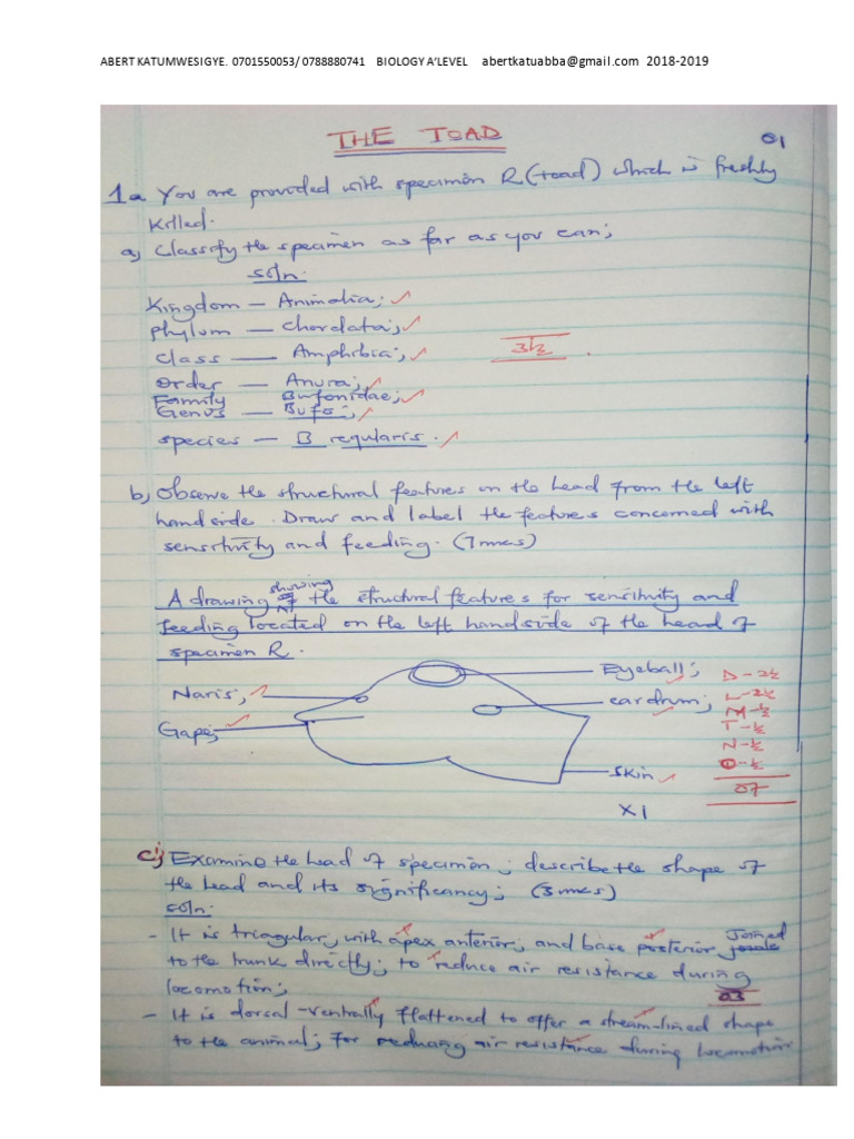 Toad Dissection Abert | PDF