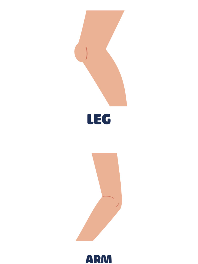 White Neutral Parts of The Body Flashcards | PDF
