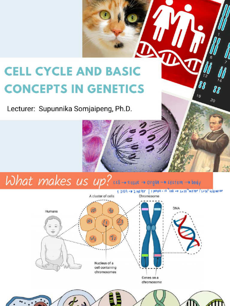 บทที่ 3 cell division and basic concepts in genetic | PDF