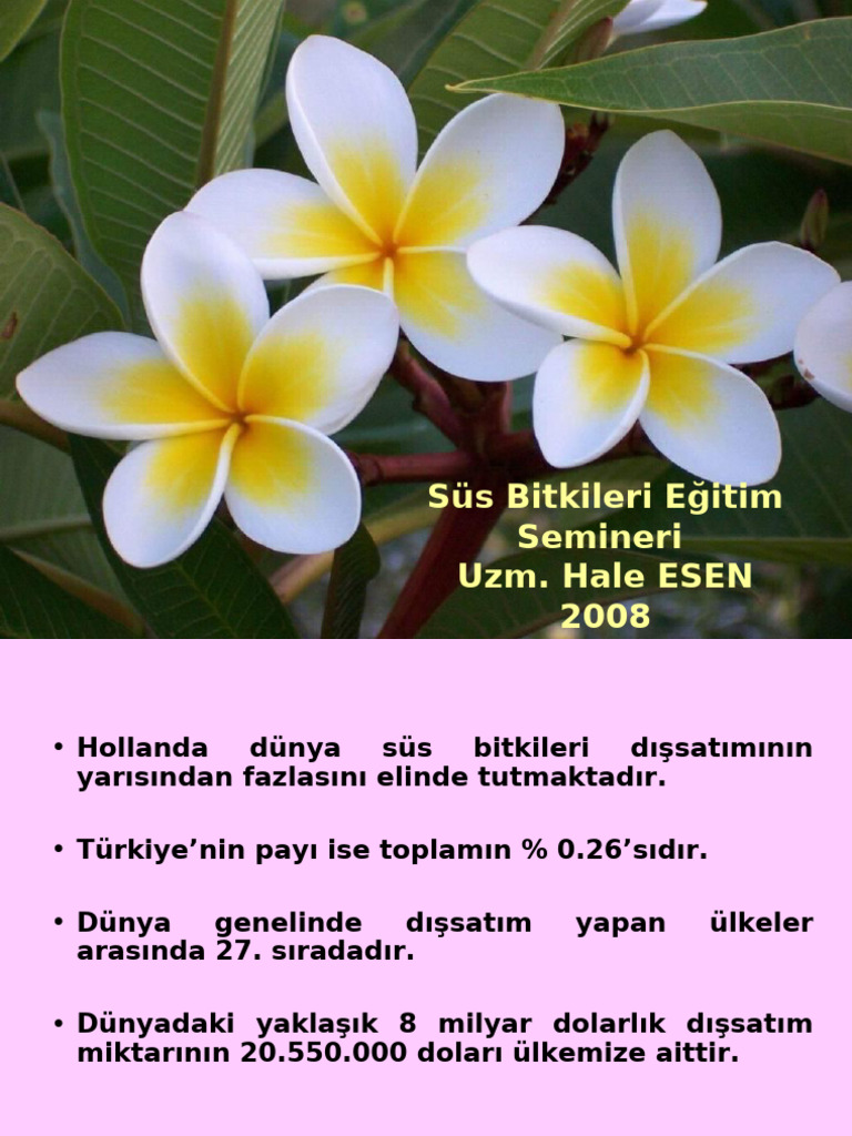 Sus Bitkisi Hastaliklari 13985 | PDF