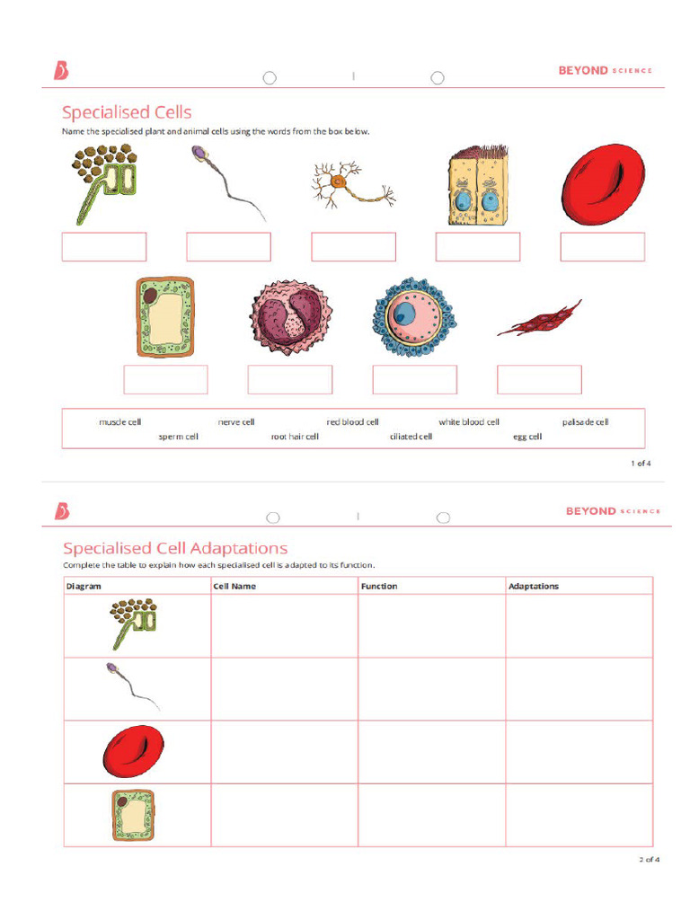 Specialised Cells | PDF