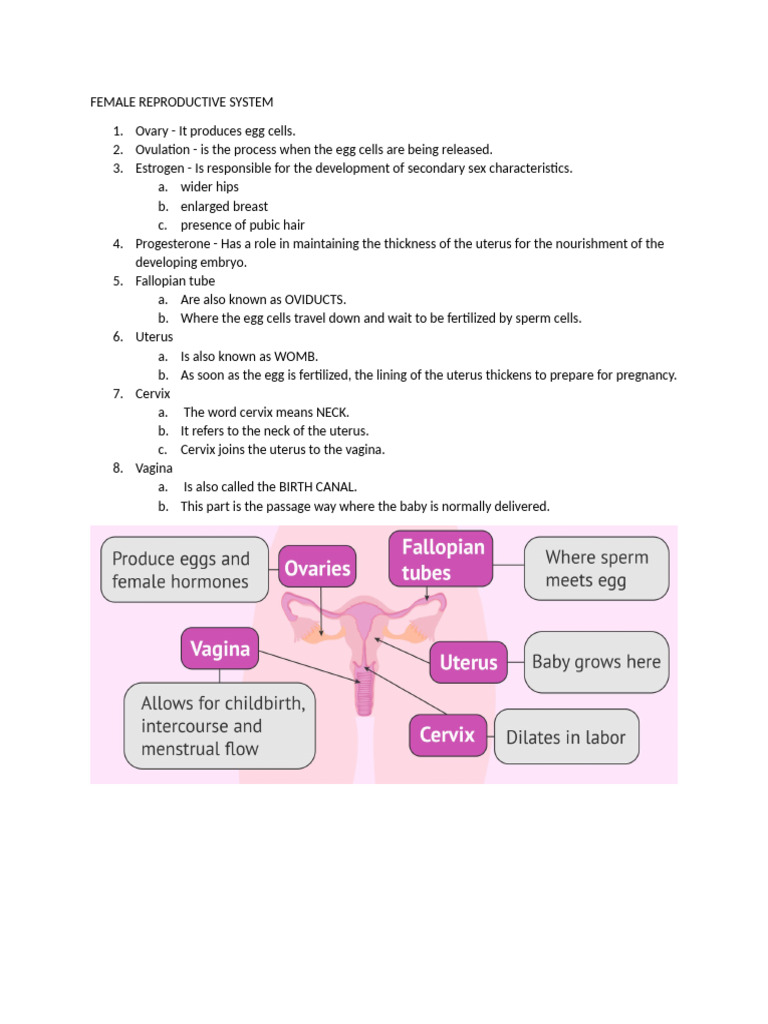 Science Q2 - Female Reproductive System | PDF | Wellness | Science ...