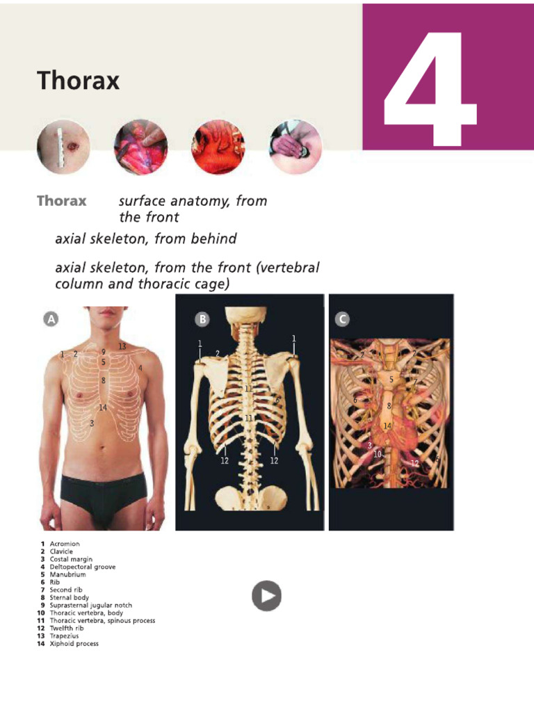 Peter H. Abrahams, Jonathan Spratt Tórax | PDF