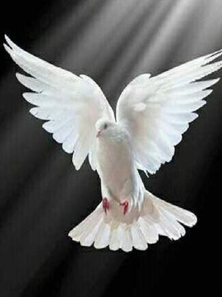 PDF Phoenix 20240829 175613 | PDF