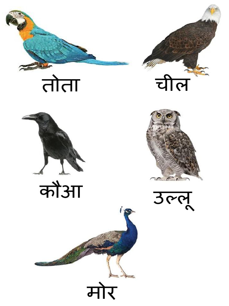 5 Birds HIndi | PDF