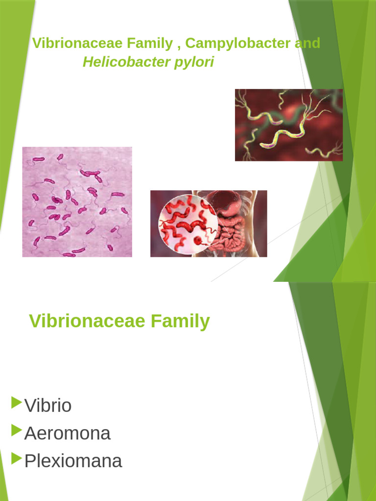 Vibrion - Camp.h.pylory | PDF | Cholera | Medical Specialties