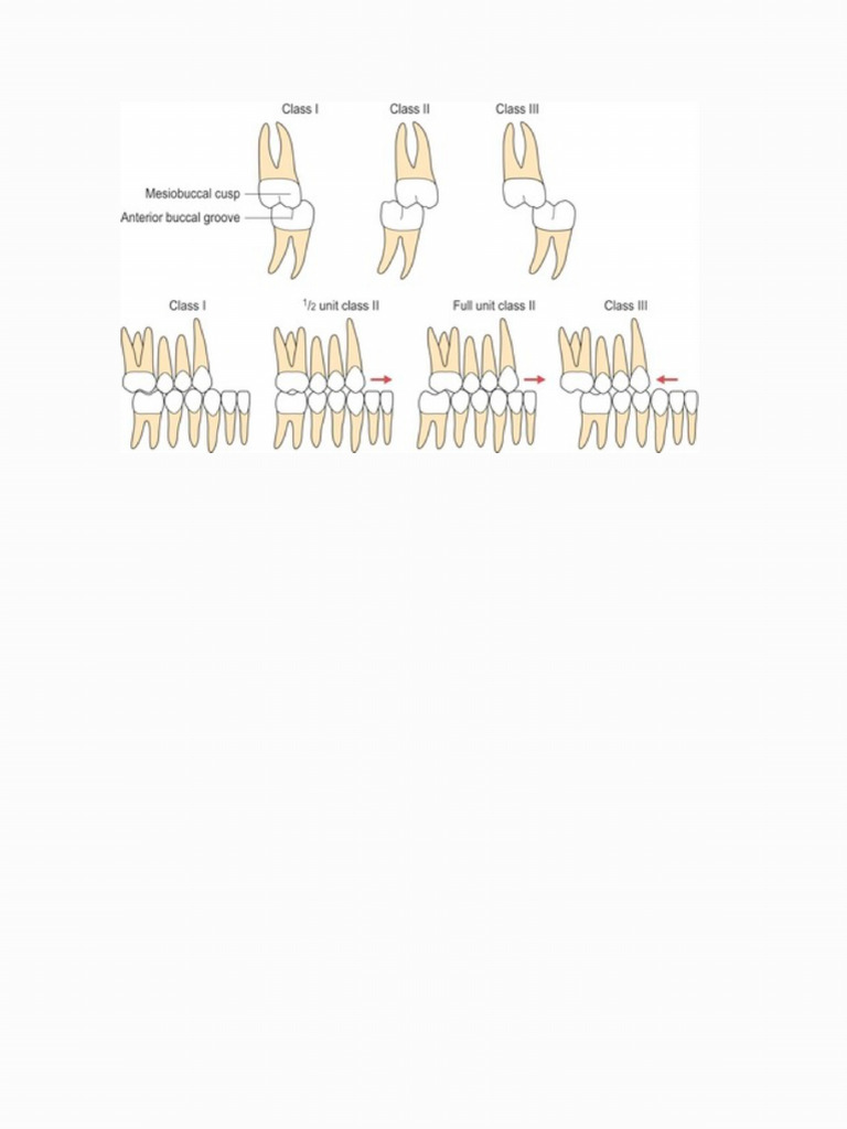 Canine Classification - 240929 - 194658 | PDF