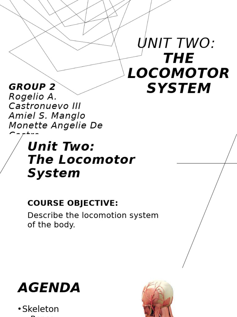August 24, 2024 - GROUP 2 - The Locomotor System | PDF | Bone | Muscle