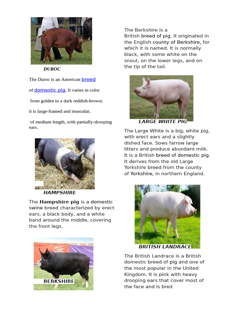 Tle Portfolio | PDF | Pig | Breeding