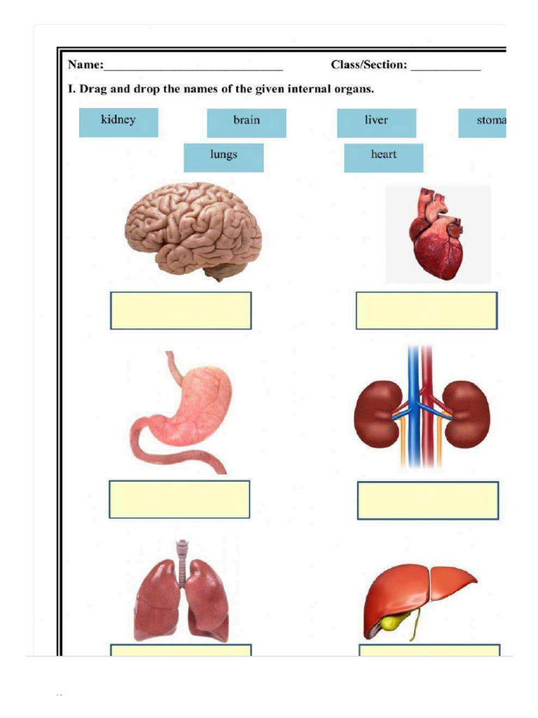 Human Body - Worksheet 2 | PDF