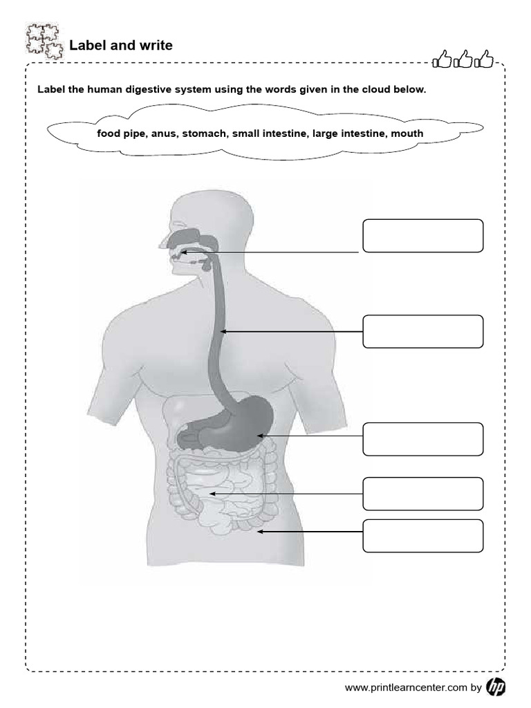 46 8 9 Science Our Body Systems of The Human Body | PDF | Wellness