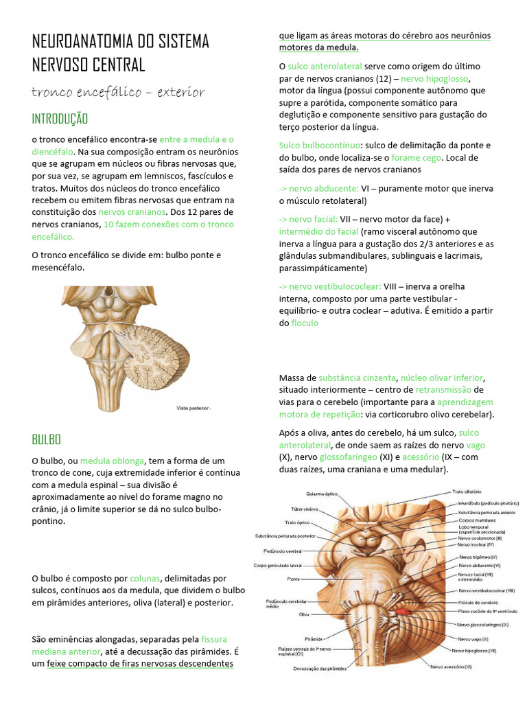 Neuroanatomia Do SNC | PDF | Cerebelo | Medula espinhal