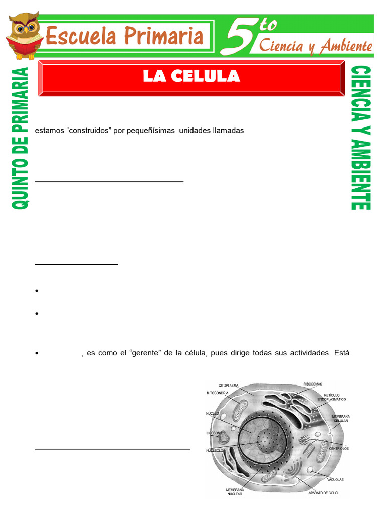 La-Célula-para-Quinto-de-Primaria | PDF | Biología Celular) | Organismos